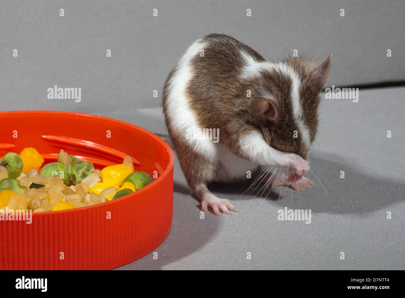 Pet Fancy Mouse (Mus musculus). Skewbald, brown and white, self ...