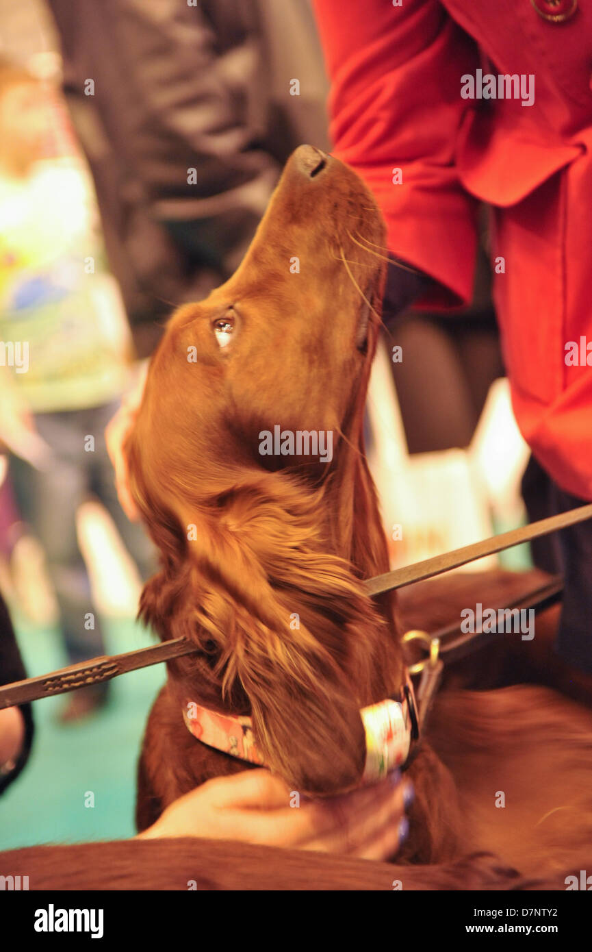 Discover dogs show hi-res stock photography and images - Alamy