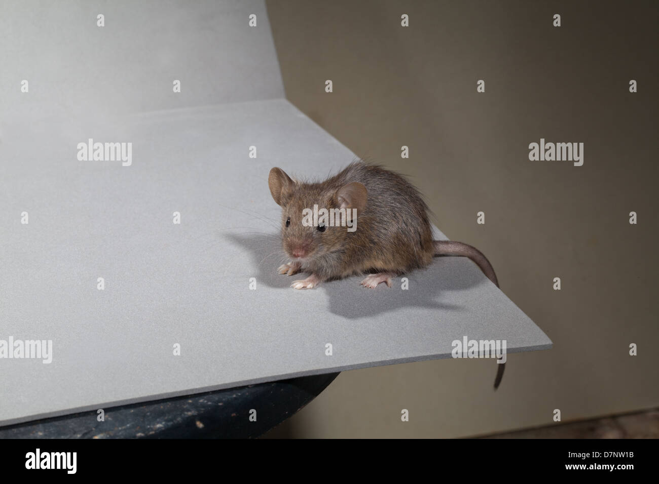 House Mouse Mus musculus Stock Photo - Alamy