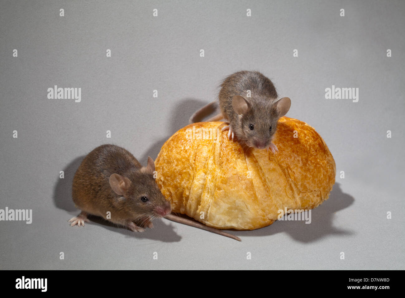House Mouse Mus musculus Stock Photo - Alamy
