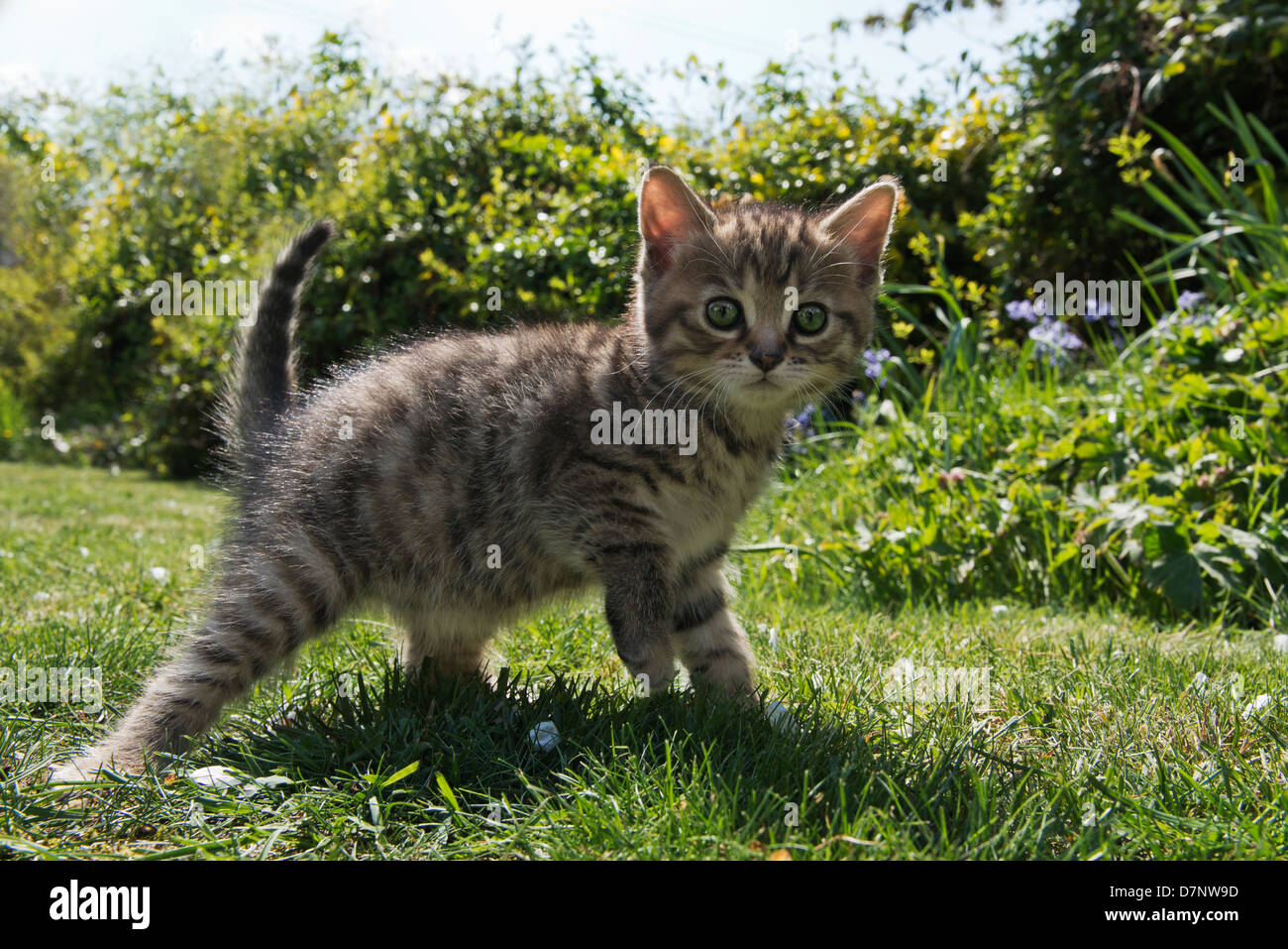 A cute two month old kitten playing amongst a flower bed Stock Photo ...