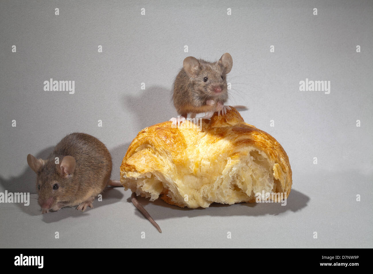 House Mouse Mus musculus Stock Photo - Alamy