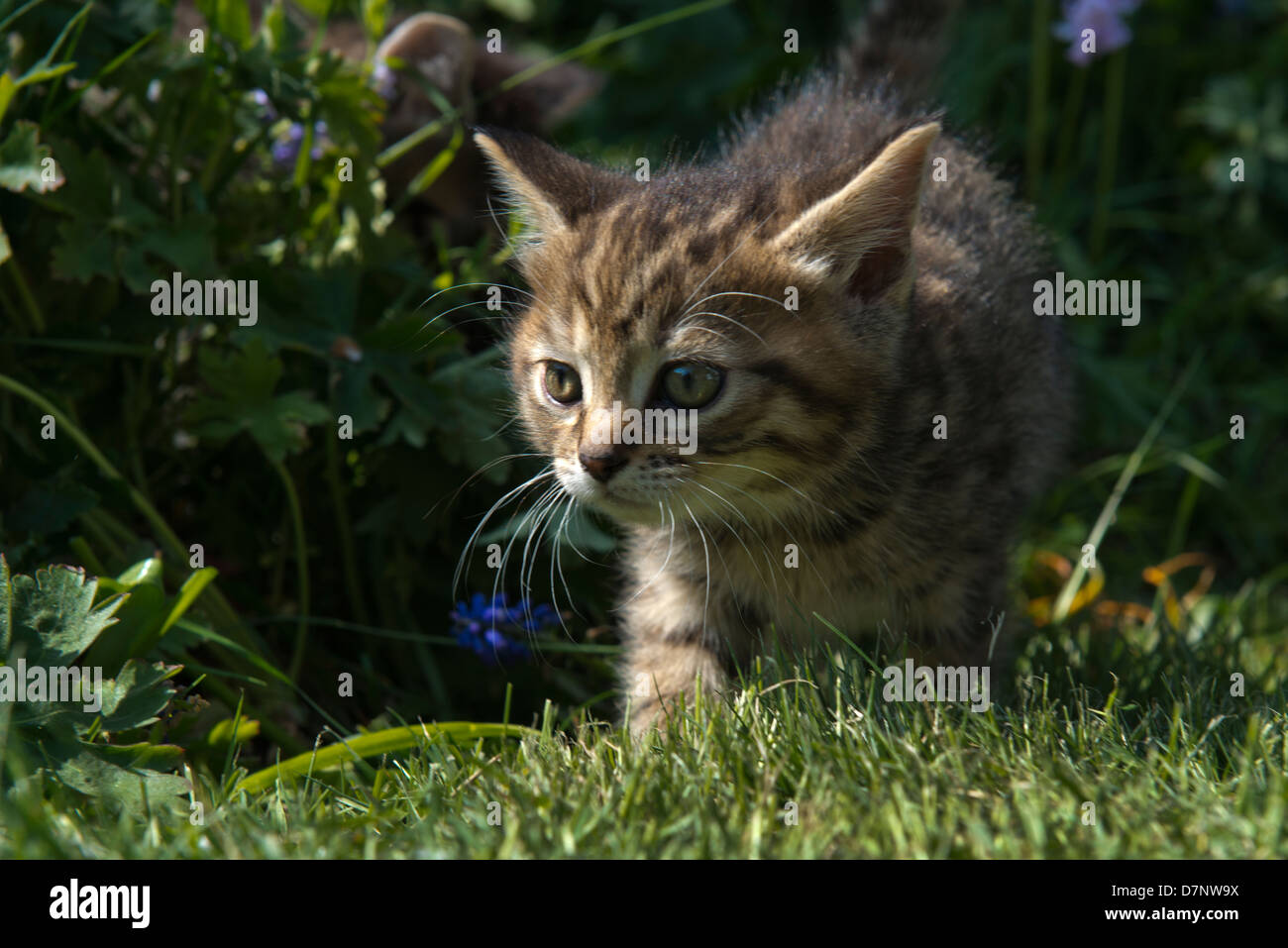 Kitten cute flowers cat pet hi-res stock photography and images - Alamy