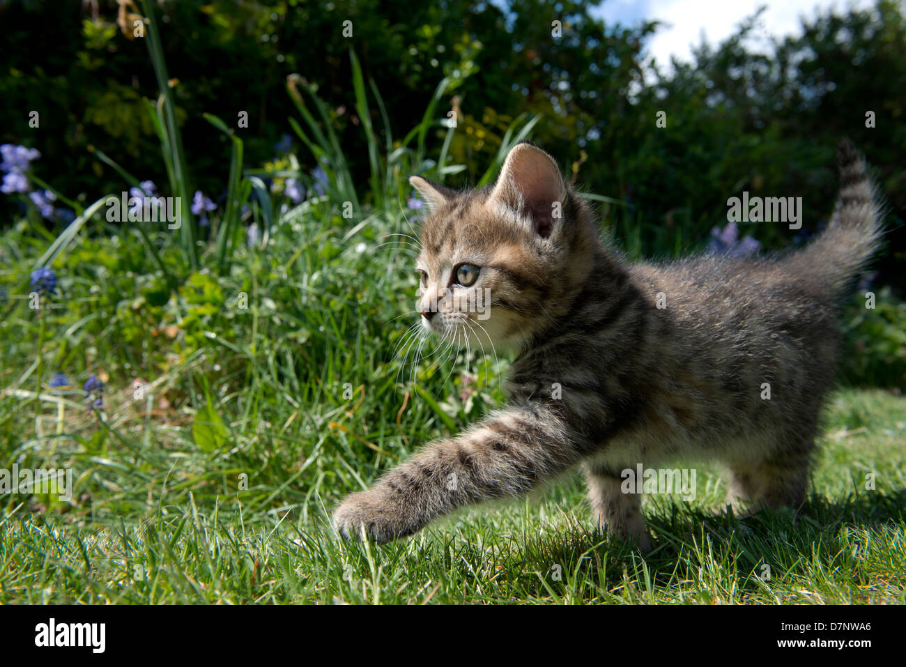 Two month old kitten playing amongst a flower bed Stock Photo - Alamy