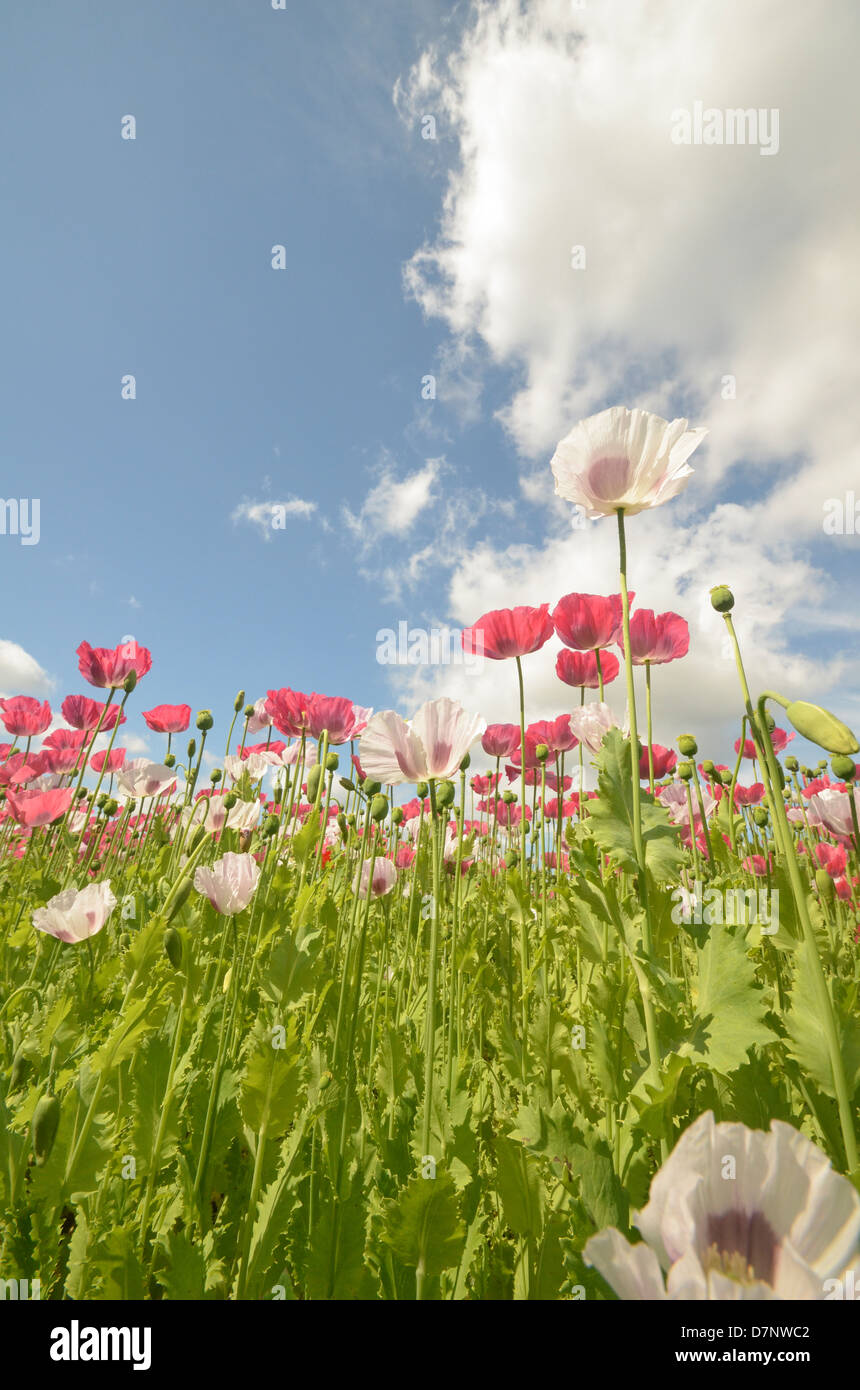 Blossoming Papaver Field in the south of the Netherlands with blue sky ...