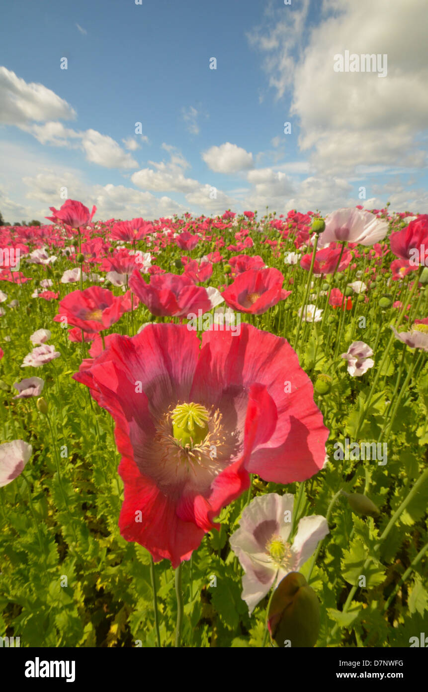 Blossoming Papaver Field in the south of the Netherlands with blue sky ...