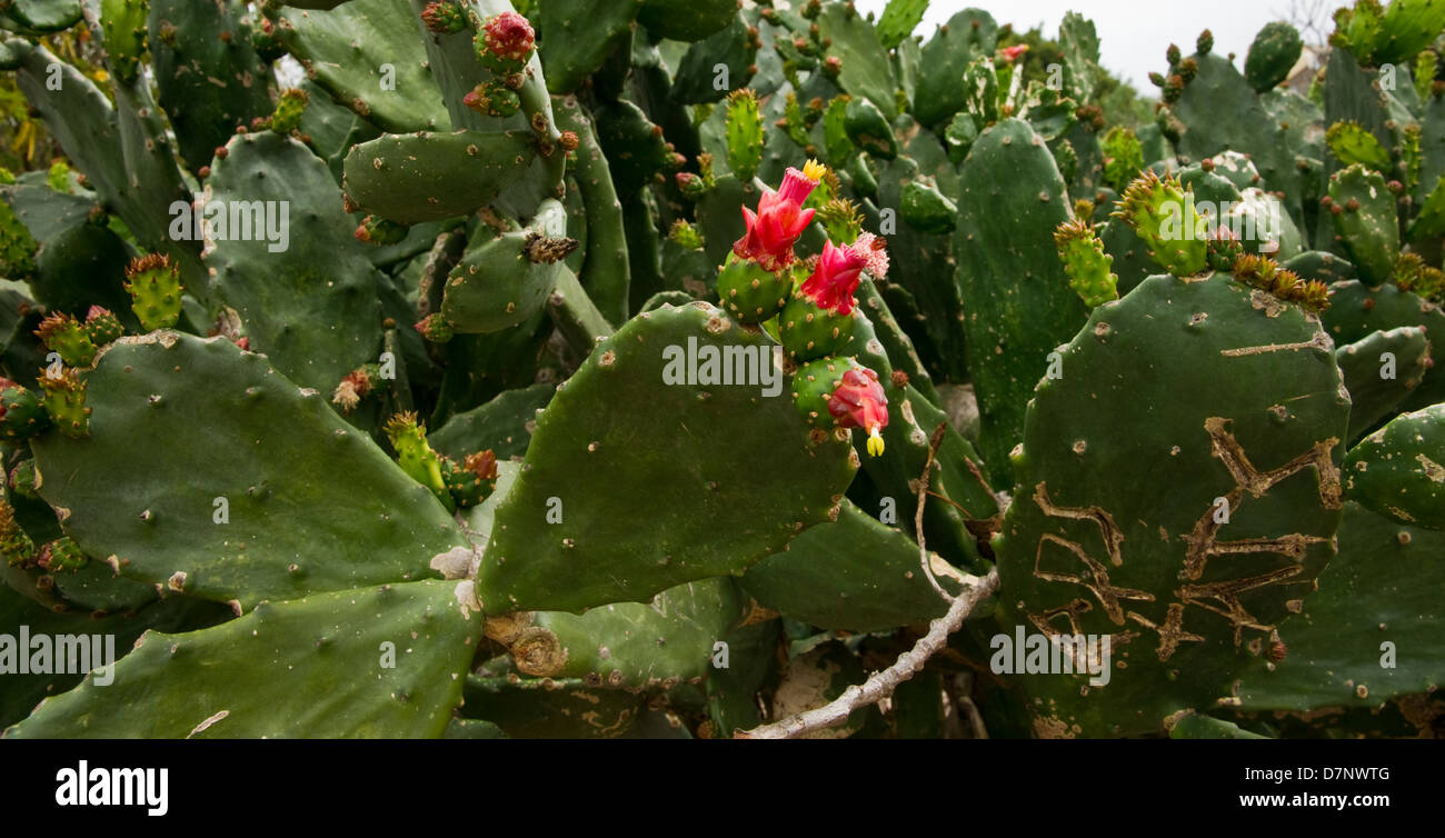 Leafy cactus hi-res stock photography and images - Alamy