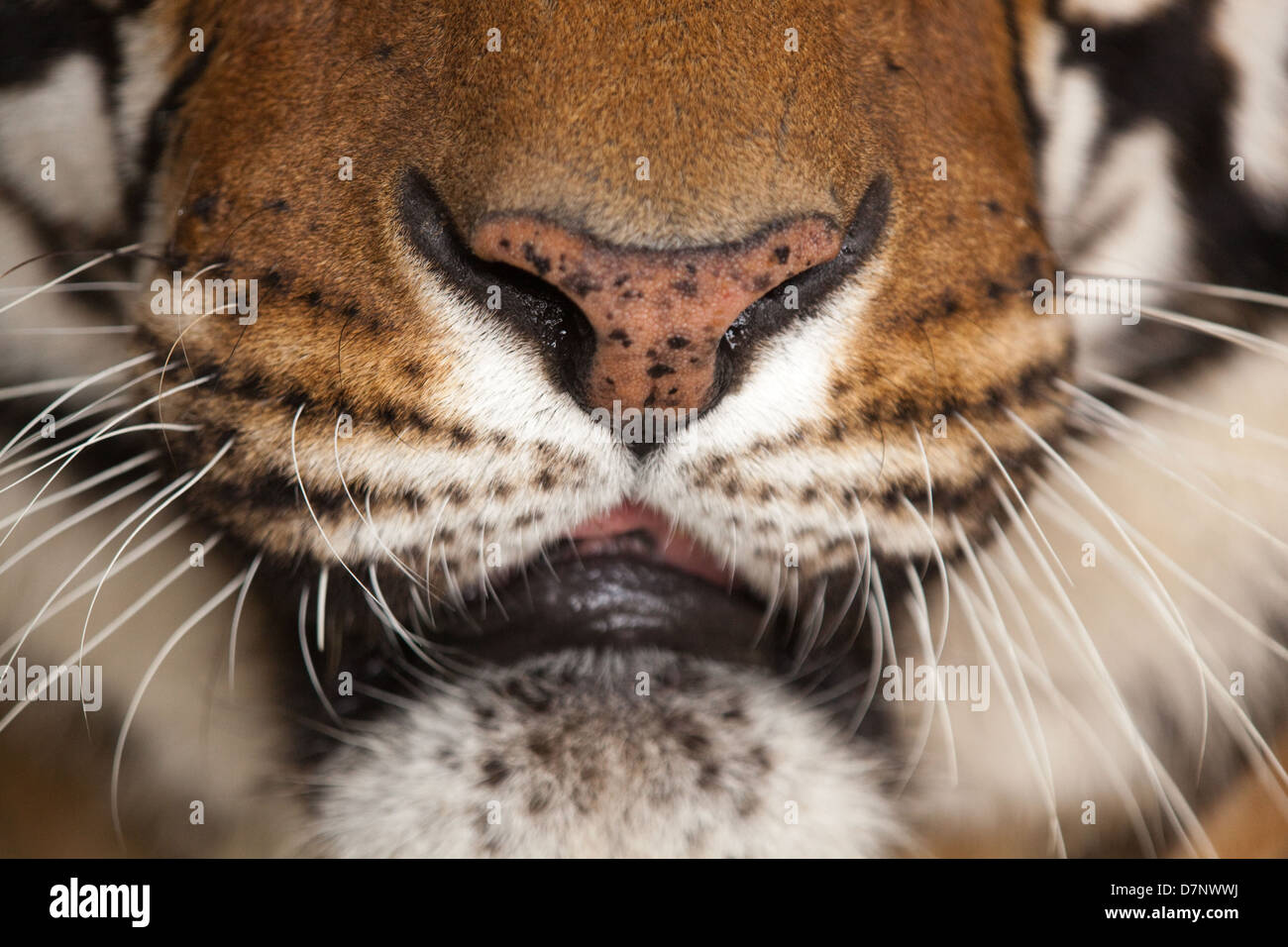 Royal Bengal Tiger (Panthera tigris tigris). Close-up of nose, mouth ...