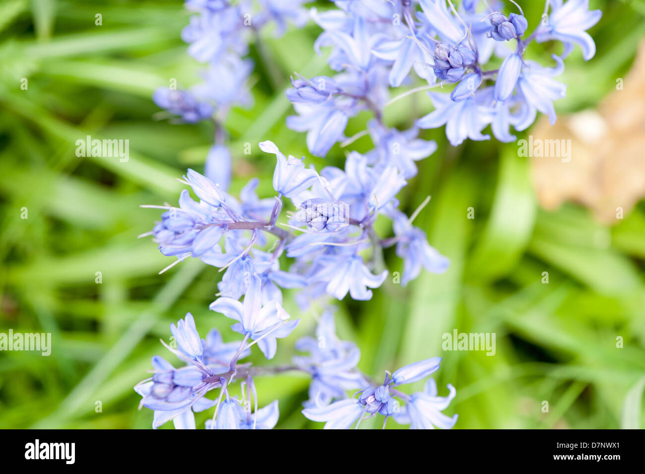 Beautiful bluebell flowers hi-res stock photography and images - Alamy