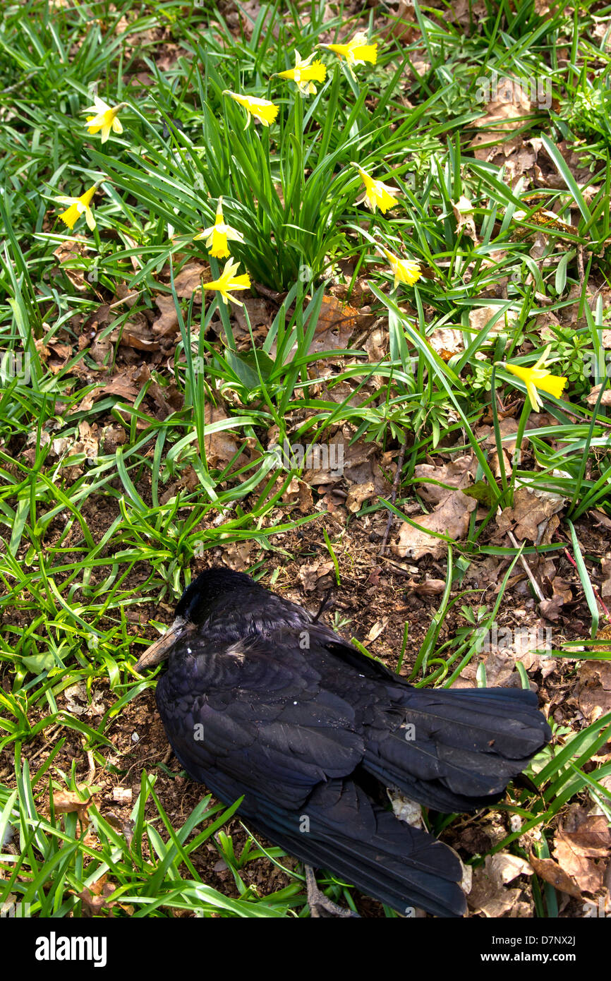 Sad crow hi-res stock photography and images - Alamy