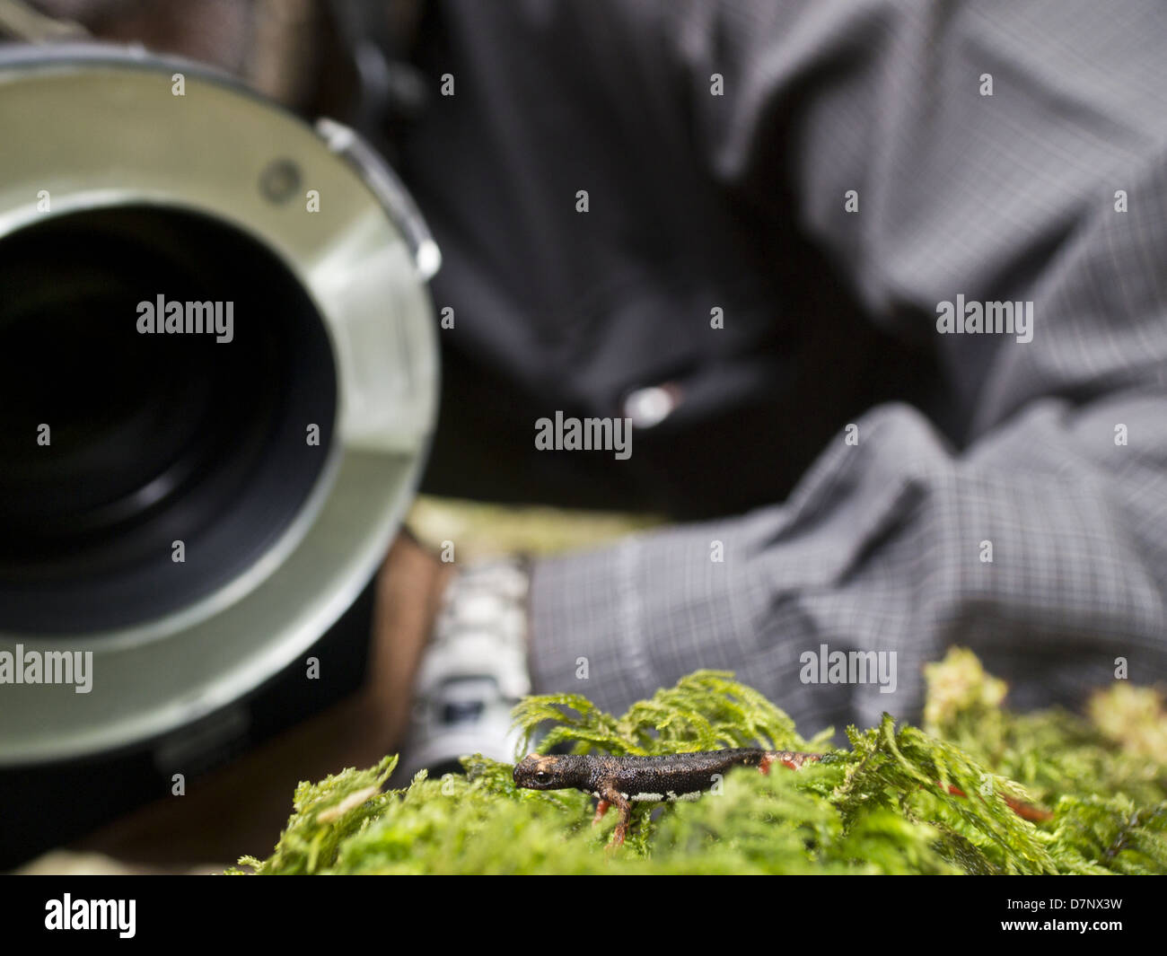 Nature photographer in action Stock Photo - Alamy
