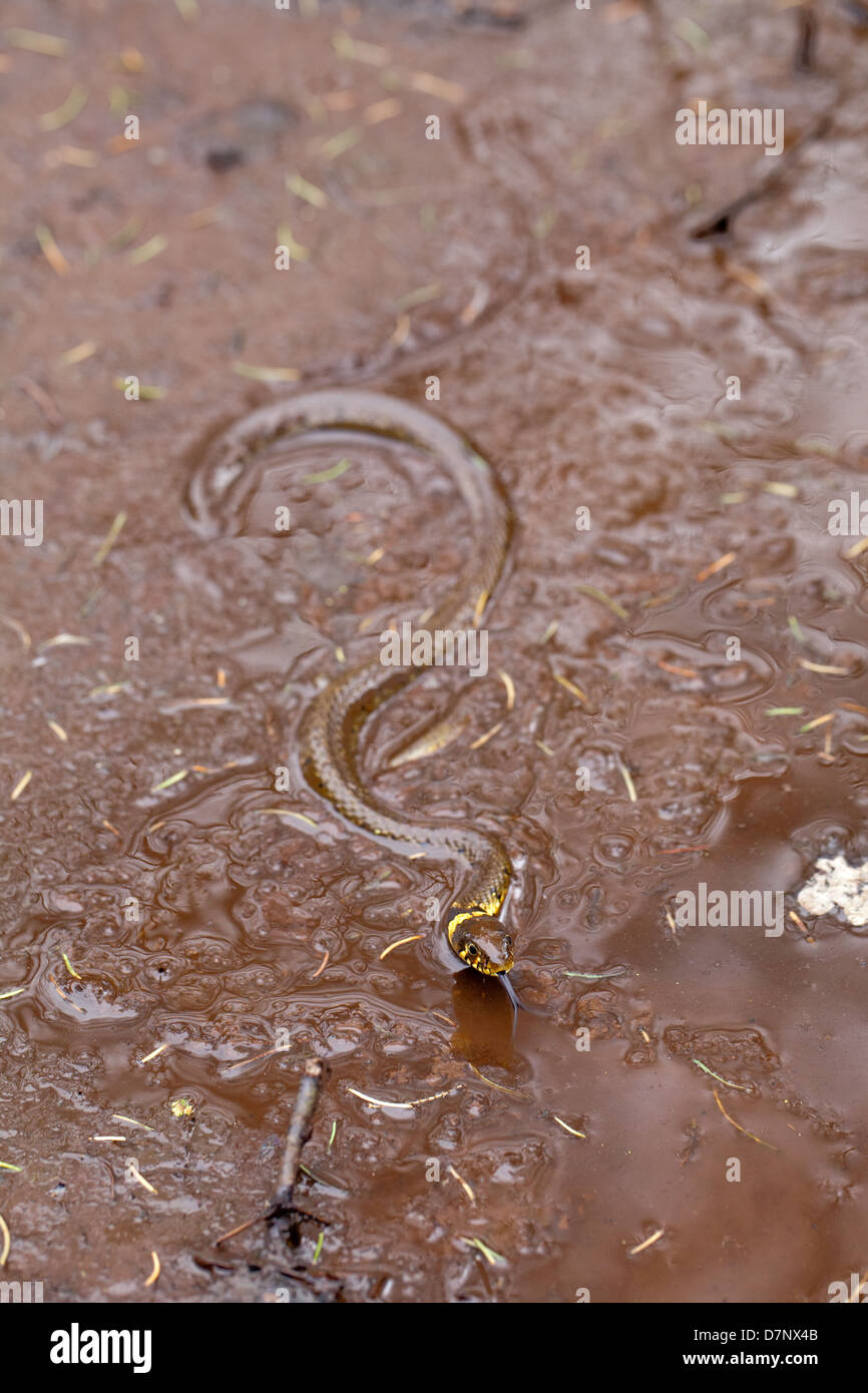 Grass Snake (Natrix natrix). Emerging from a Red Deer (Cervus elaphus ...