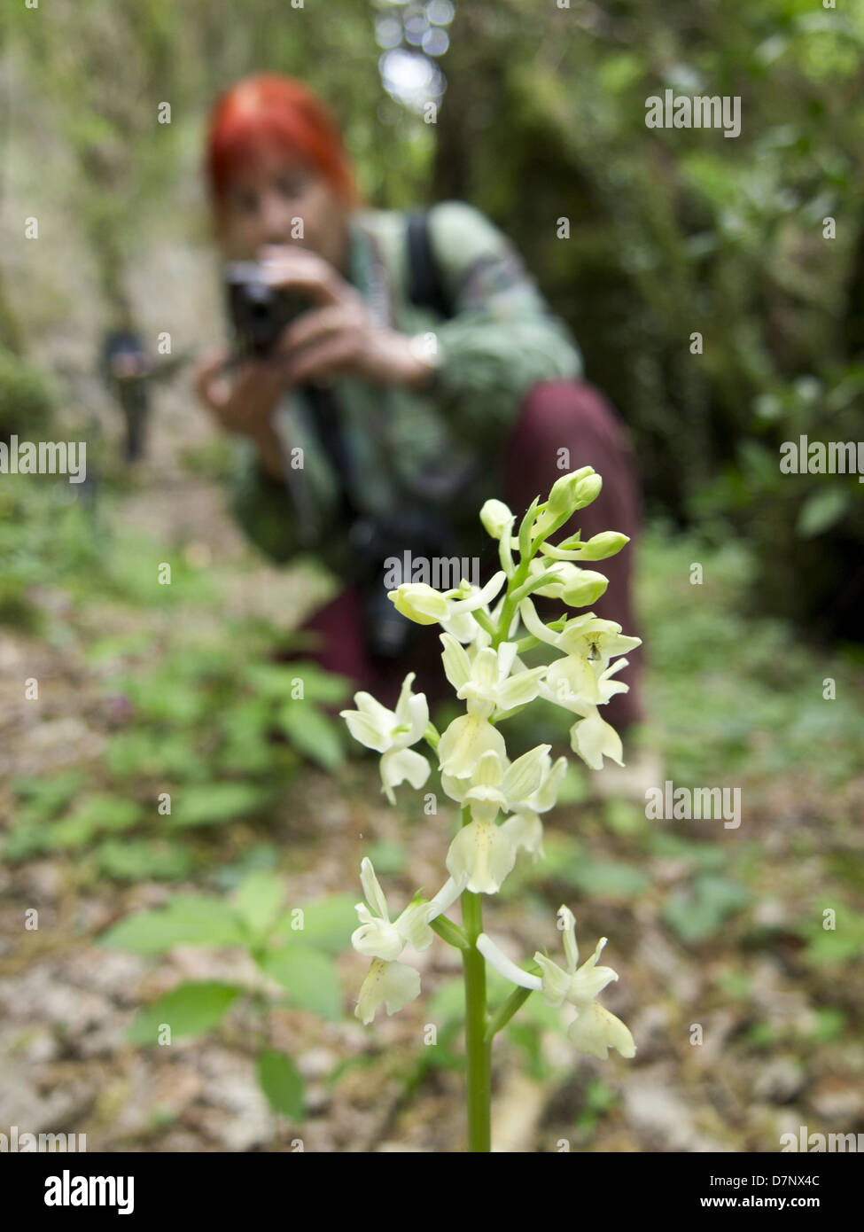 Nature photographer in action Stock Photo - Alamy