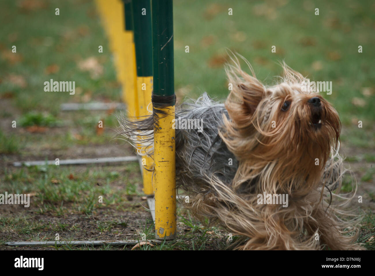 Yorkshire terrier in agility competition Stock Photo - Alamy
