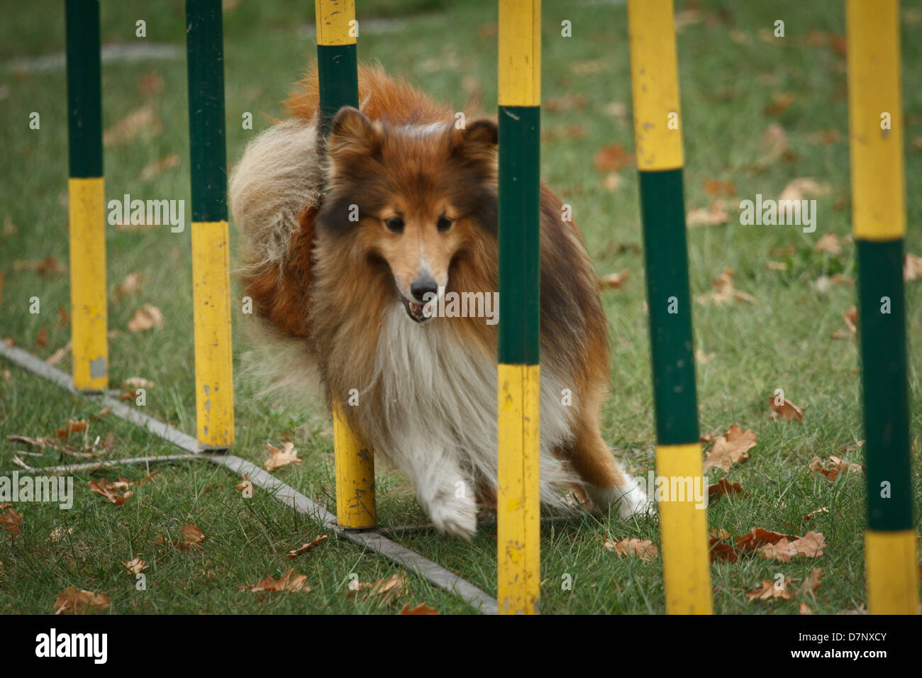 Scottish collie in agility competition Stock Photo - Alamy