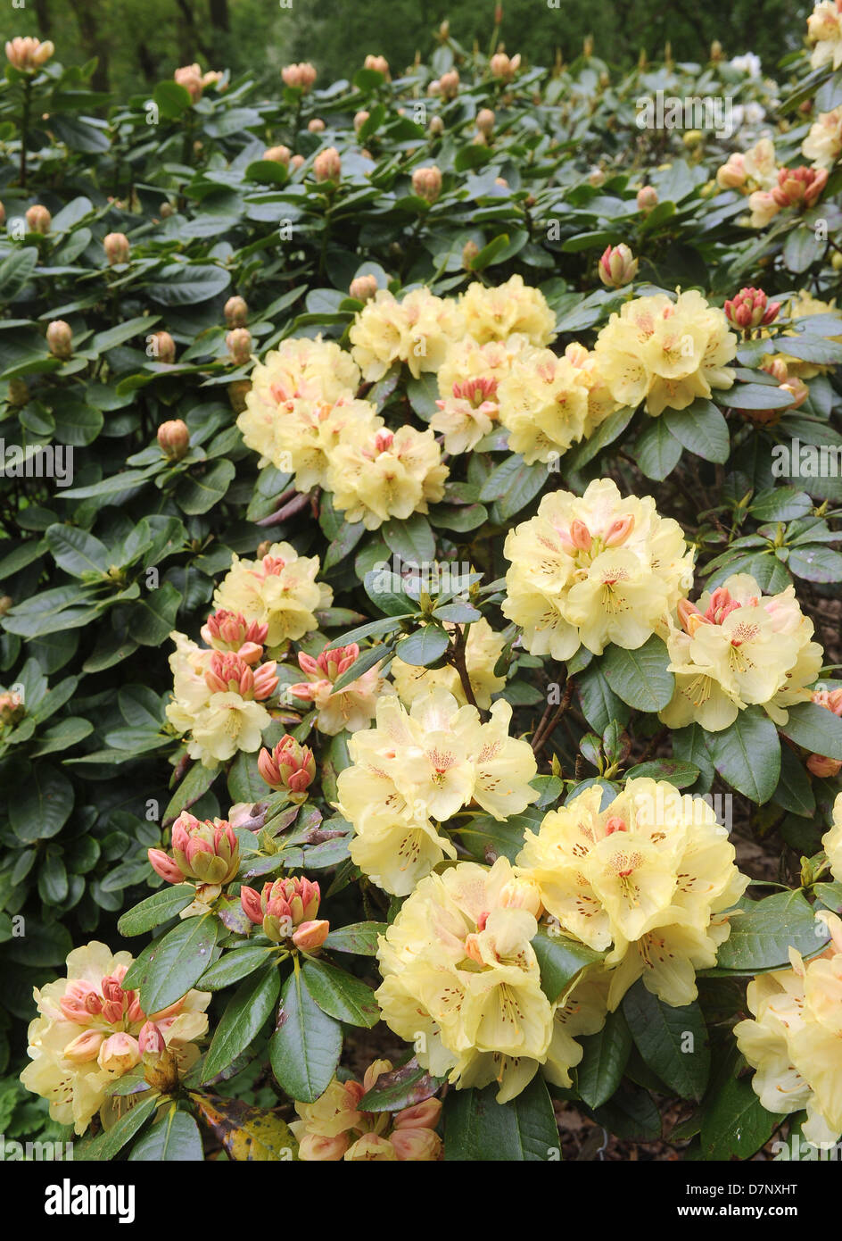 Rhododendrons bloom in the Rhododendron Park in Bremen, Germany, 10 May ...