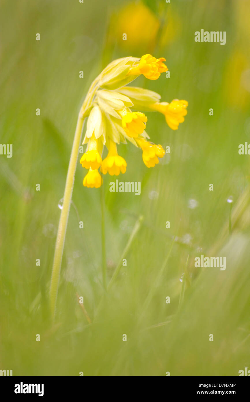 cowslips growing in wild pasture land Stock Photo - Alamy