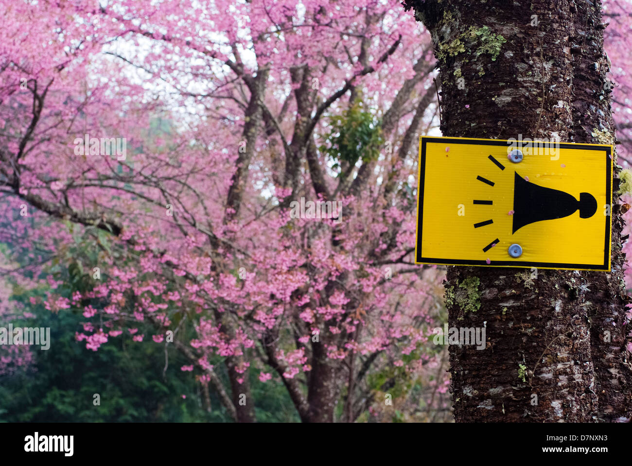 Sakura tree with a horn sign attached Stock Photo - Alamy