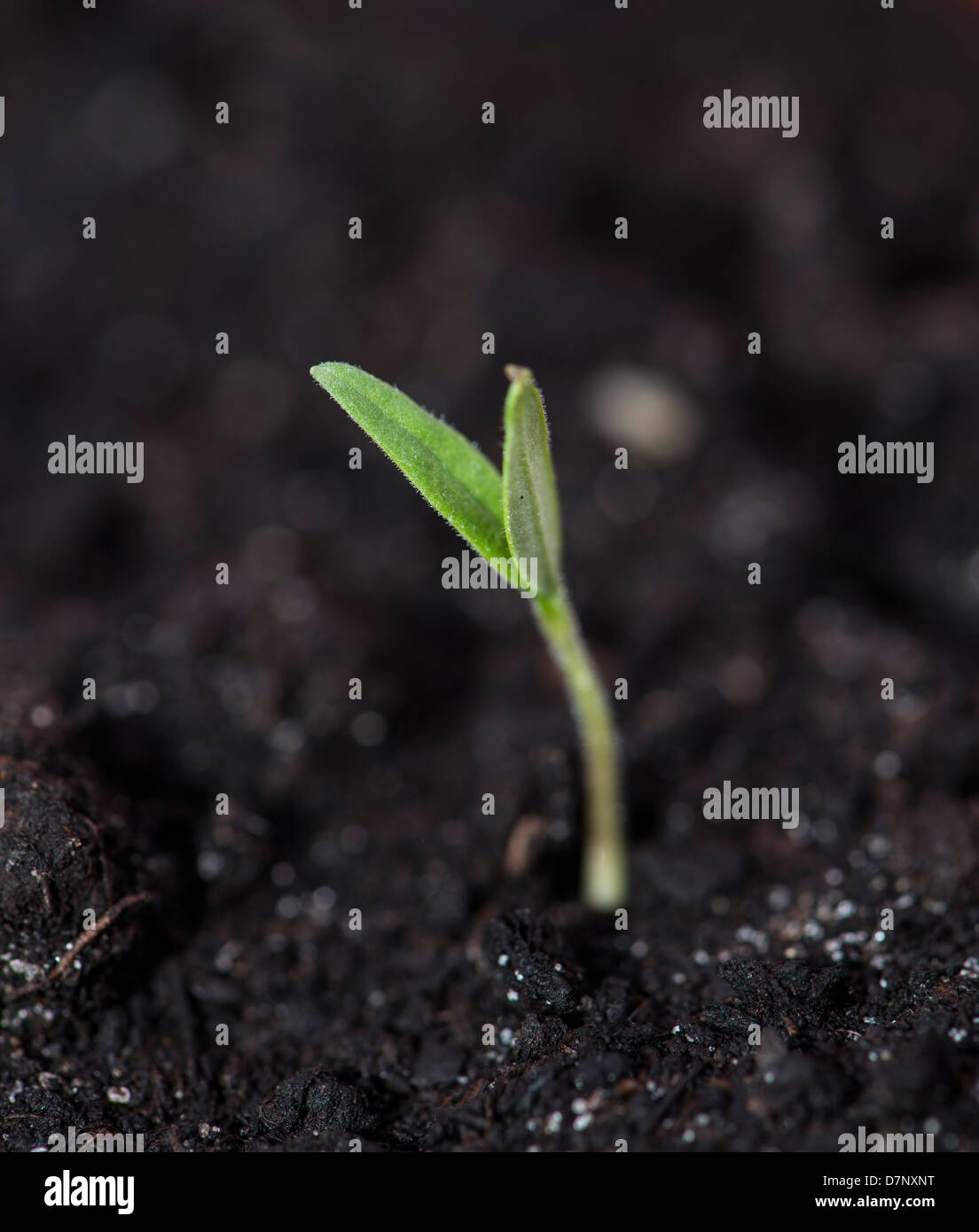 Small seedling on dark background Stock Photo - Alamy