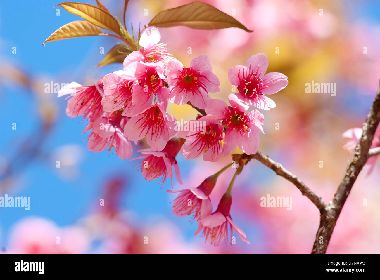 A bunch of blooming sakara flowers Stock Photo - Alamy