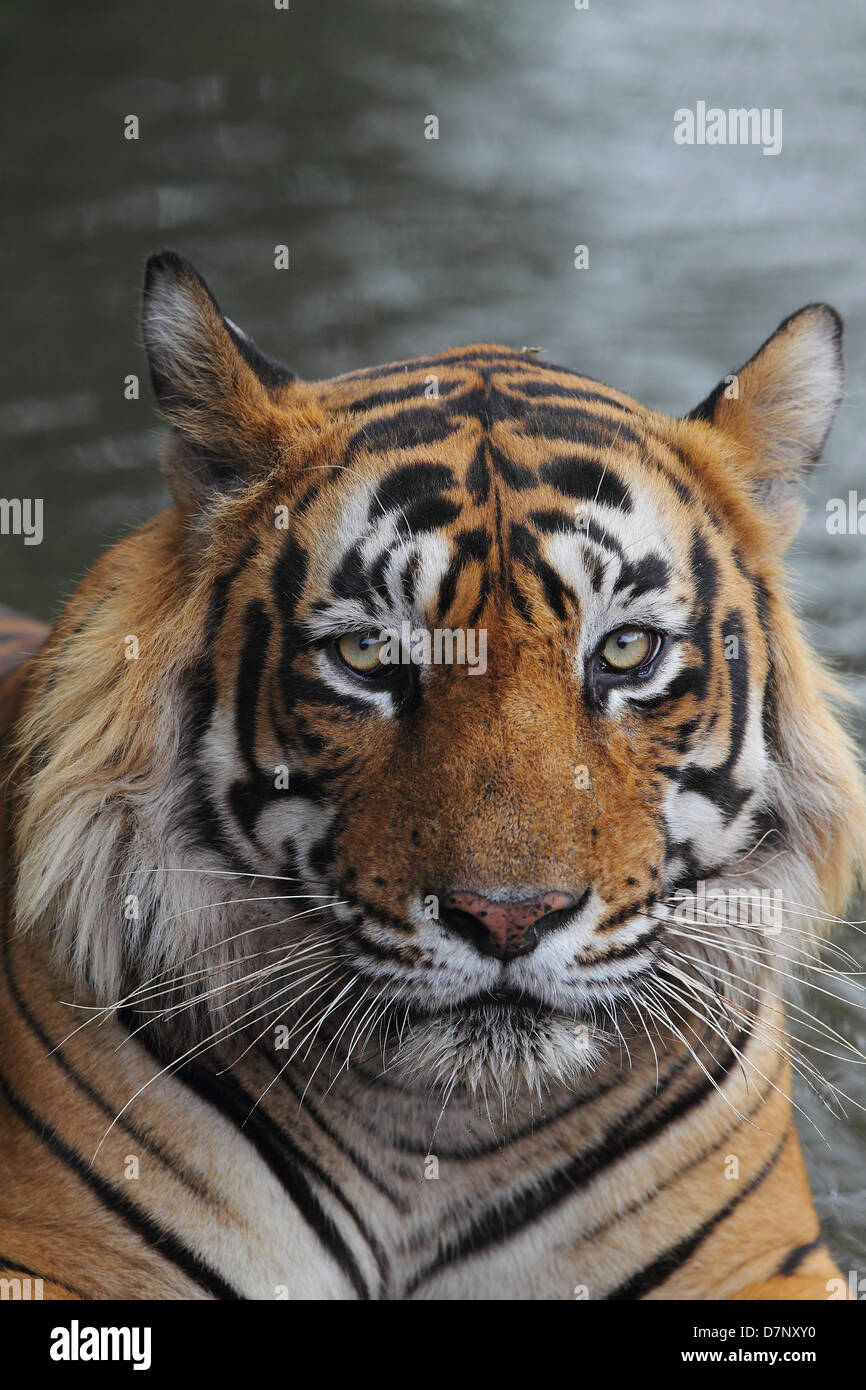 Royal bengal tiger hi-res stock photography and images - Alamy