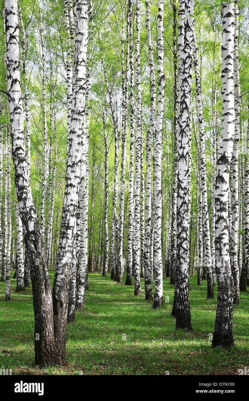 Grove white birch trees in hi-res stock photography and images - Alamy