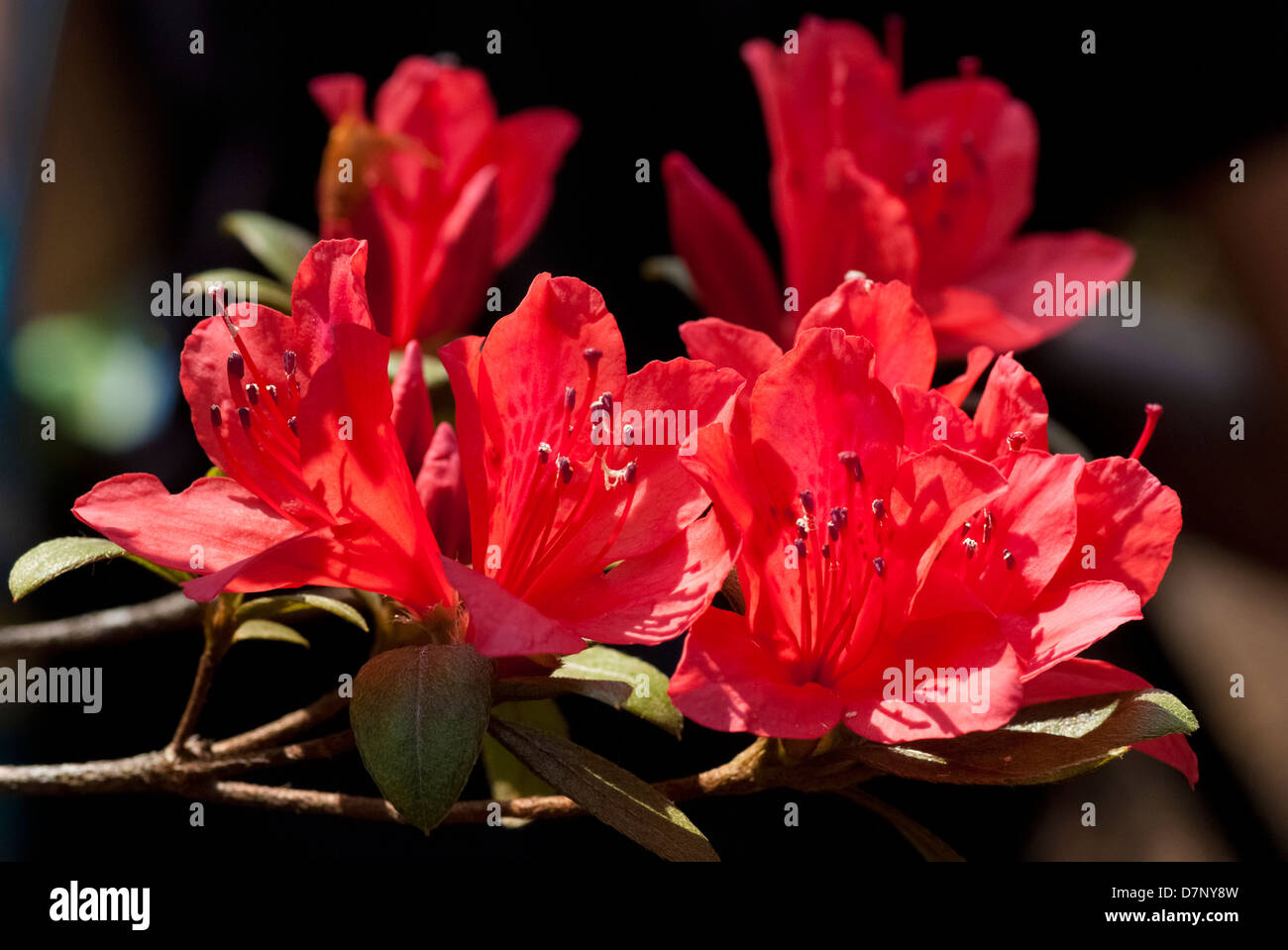 Rhodedendron Flower Bloom High Resolution Stock Photography and Images ...