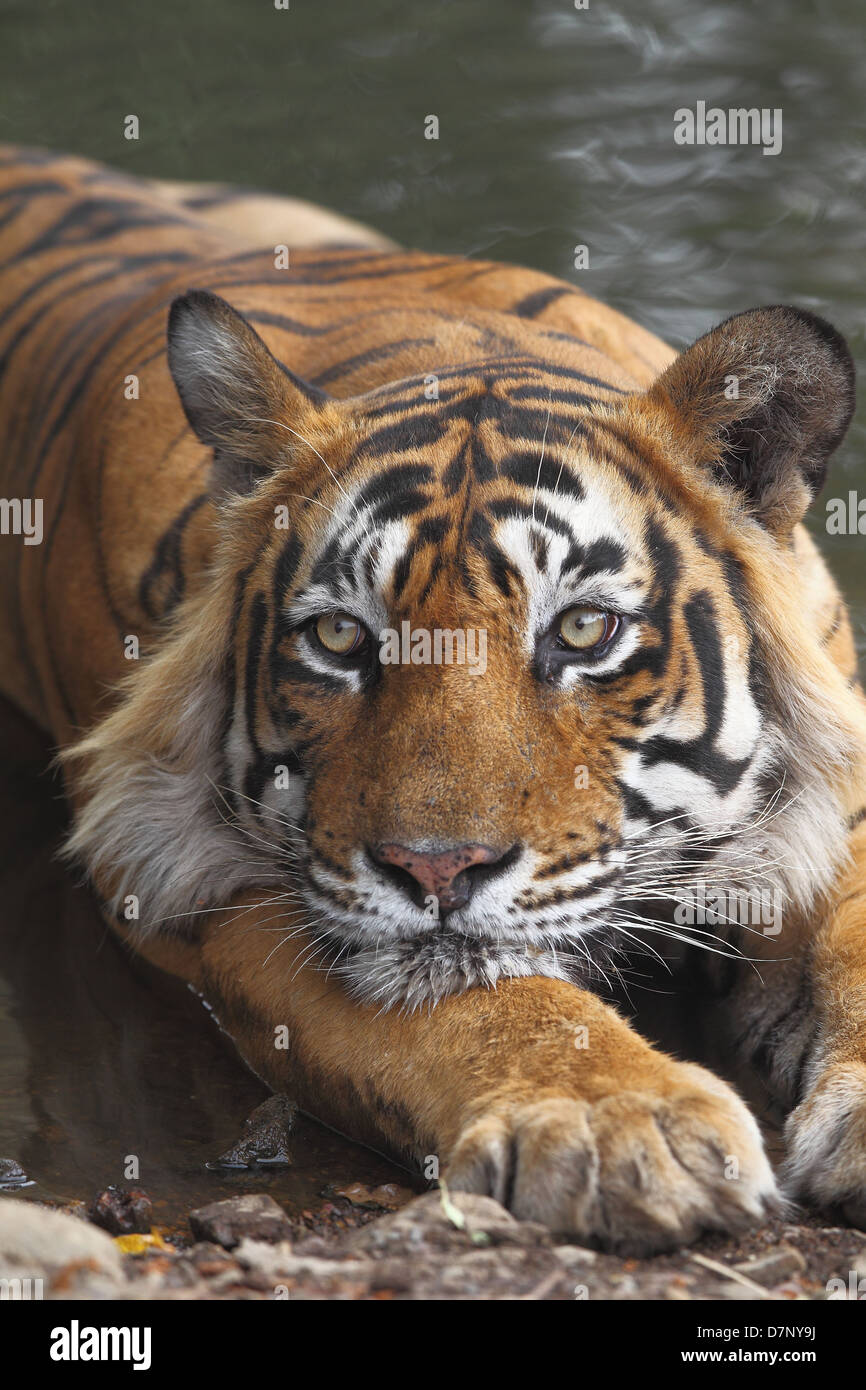 Royal bengal tiger hi-res stock photography and images - Alamy
