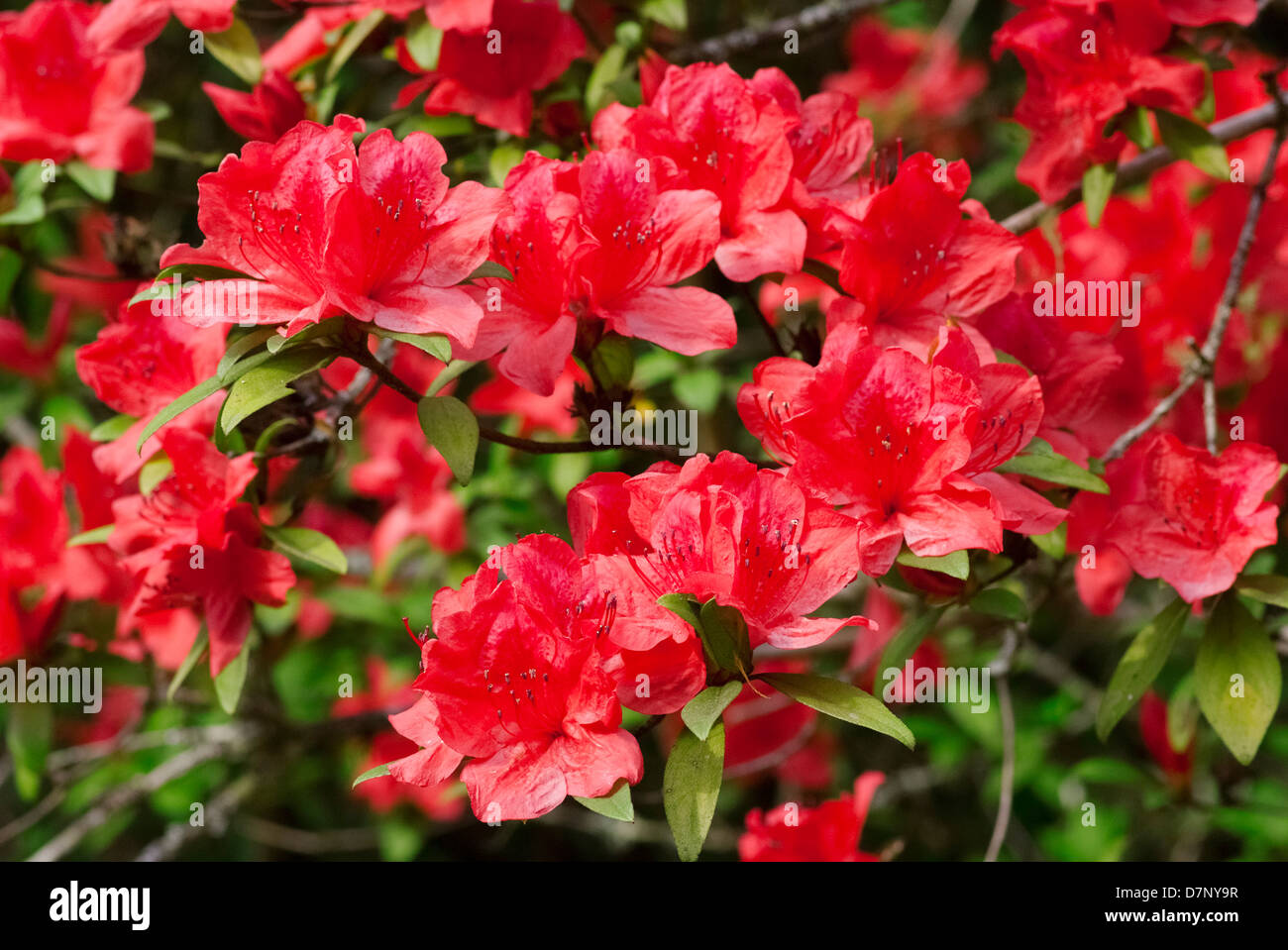Rhodedendron Flower Bloom High Resolution Stock Photography and Images ...