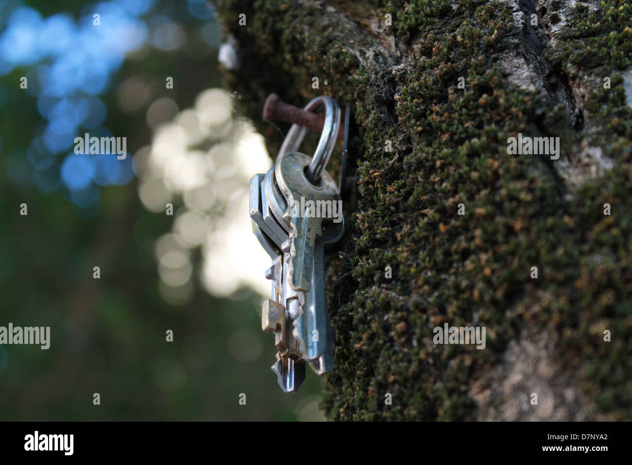 a bunch of keys hanging from a tree Stock Photo - Alamy