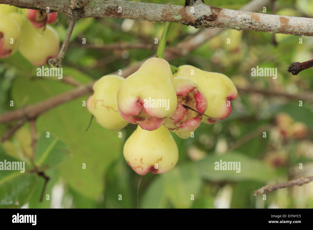 Rose apple on tree Stock Photo - Alamy