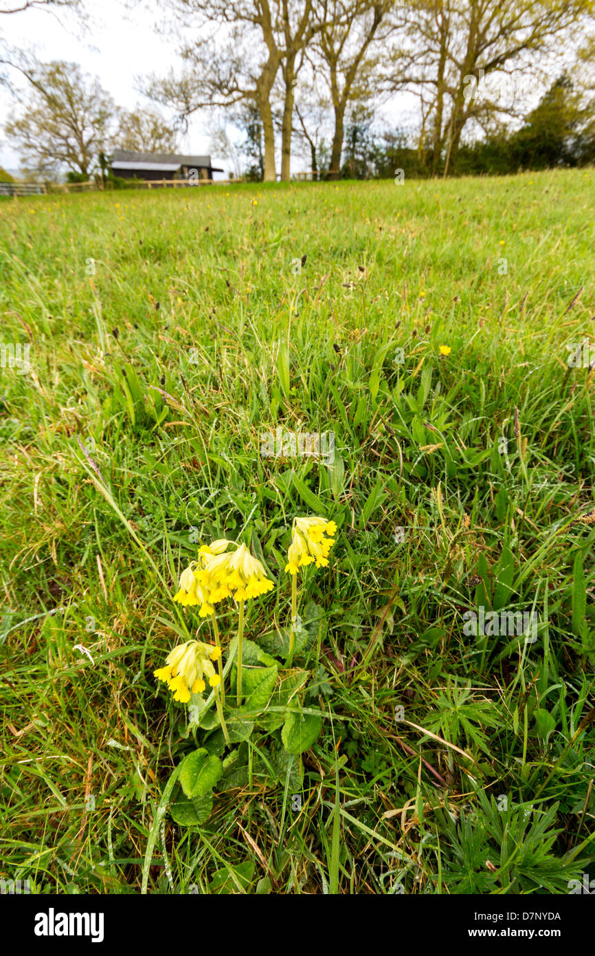 Group of cowslips hi-res stock photography and images - Alamy