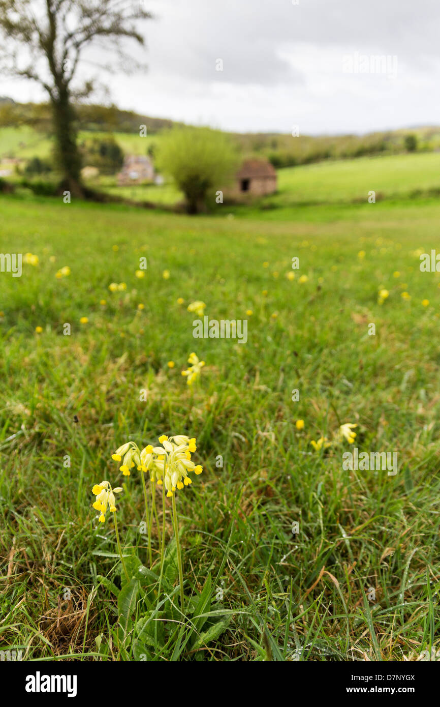 cowslips growing in wild pasture land Stock Photo - Alamy