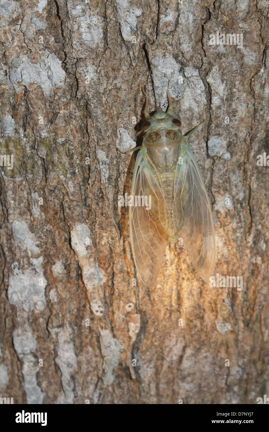 New cicada shedding it's skin on tree Stock Photo - Alamy