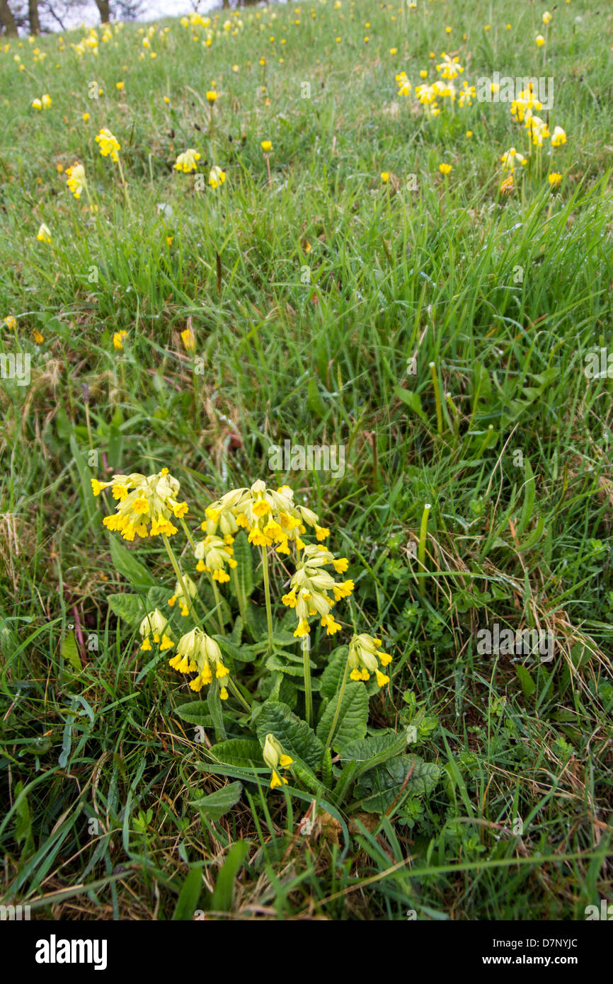 Group of cowslips hi-res stock photography and images - Alamy