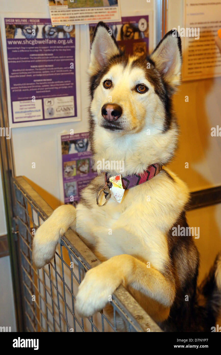 Siberian husky dog uk hi-res stock photography and images - Alamy