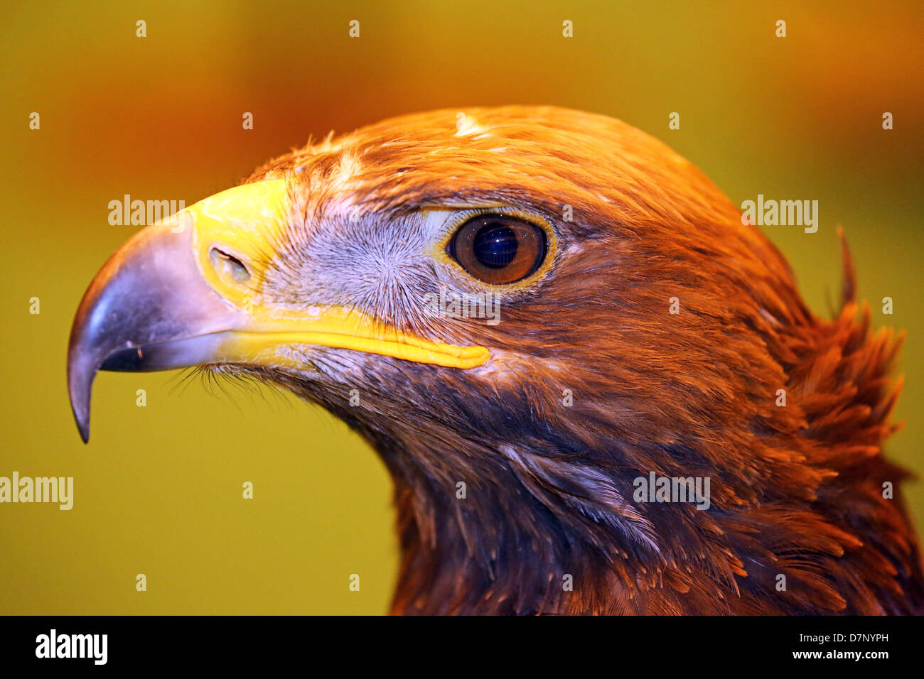 Golden eagle golden eagles hi-res stock photography and images - Alamy