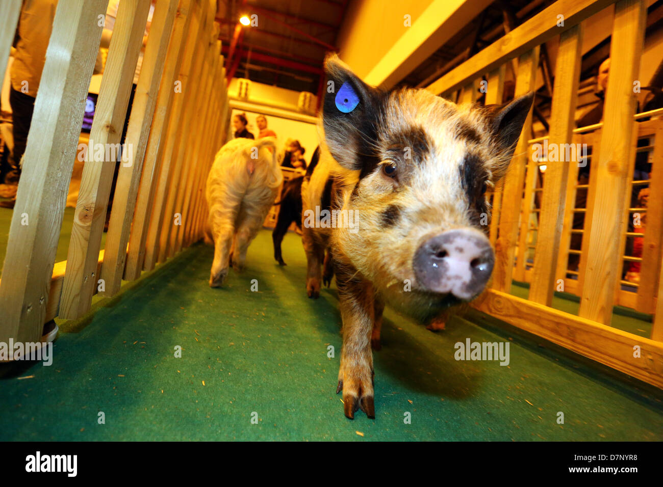 Pig racing hi-res stock photography and images - Alamy