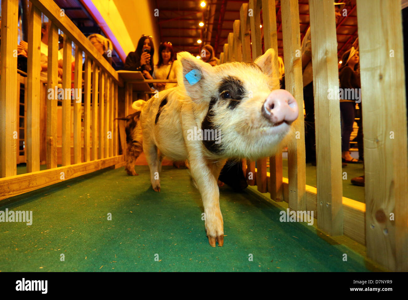 Pig racing hi-res stock photography and images - Alamy