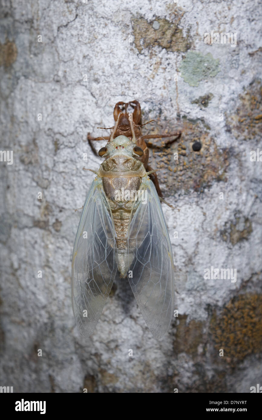 Newly emerged cicada hi-res stock photography and images - Alamy