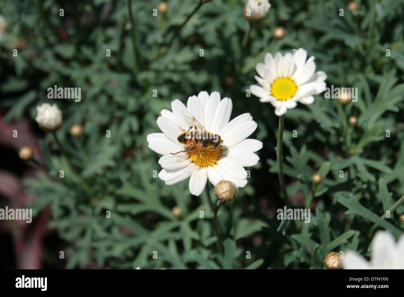 A honey bee covered in pollen on a daisy in a garden in Cotacachi ...