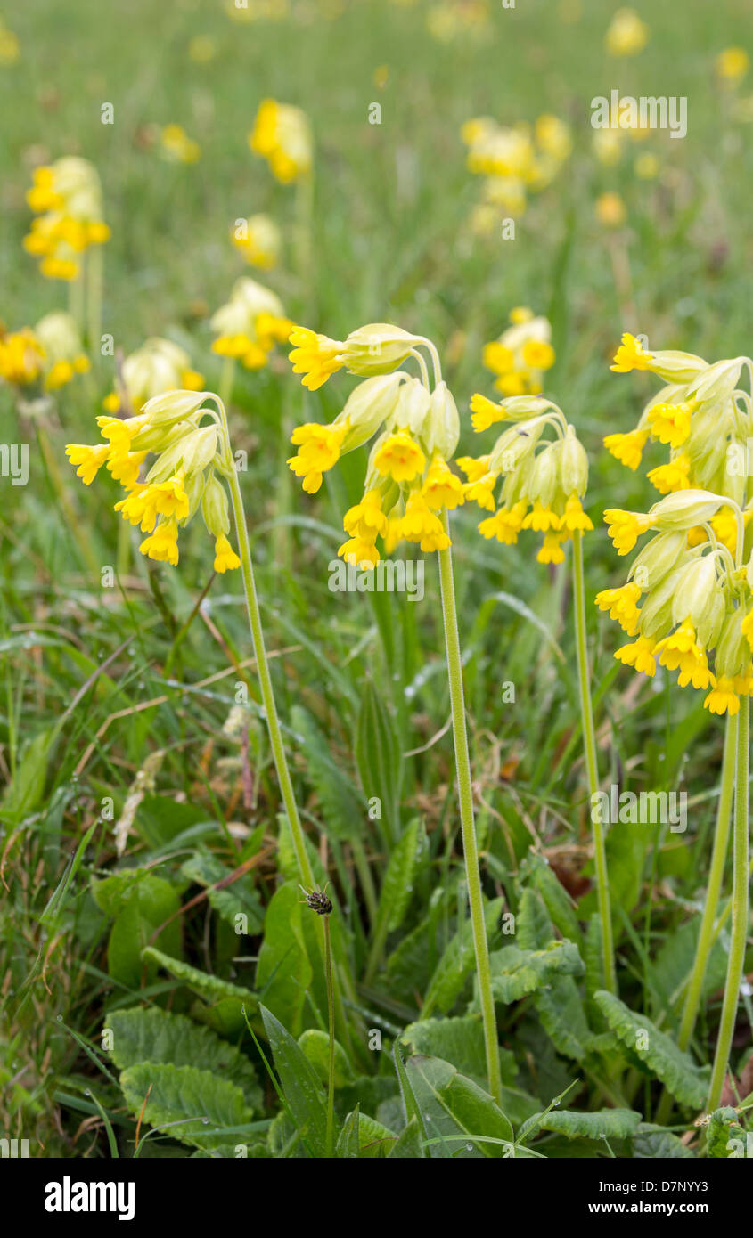 cowslips growing in wild pasture land Stock Photo - Alamy