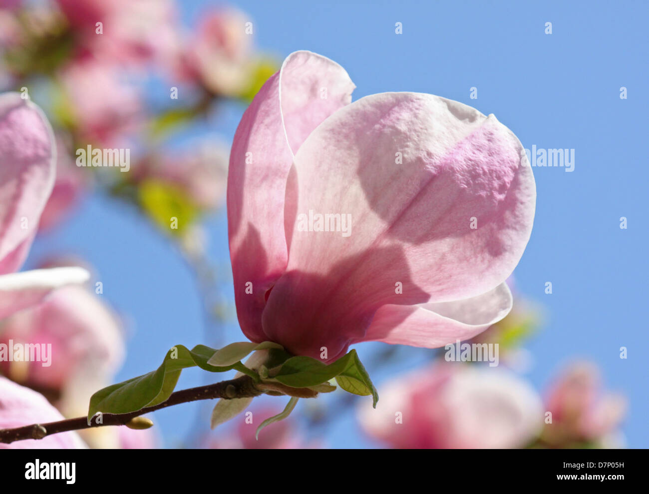 close up of magnolia bloom over blue sky Stock Photo - Alamy