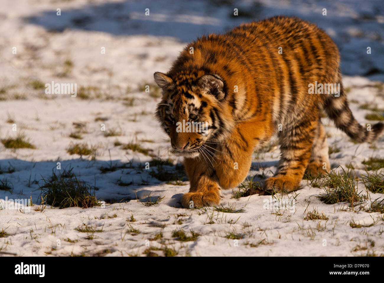 Siberian tiger snow cub hi-res stock photography and images - Alamy