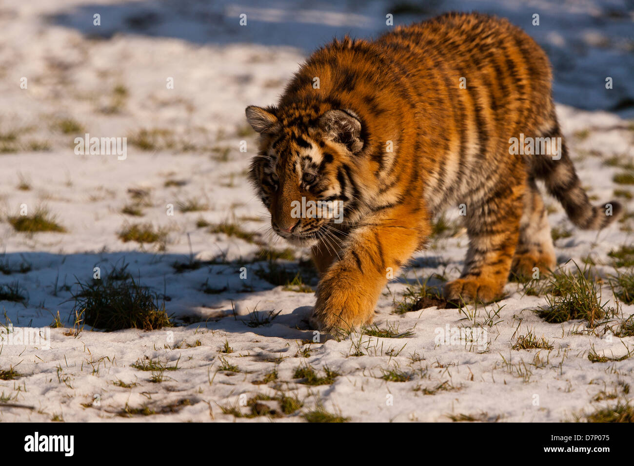 Siberian tiger snow cub hi-res stock photography and images - Alamy