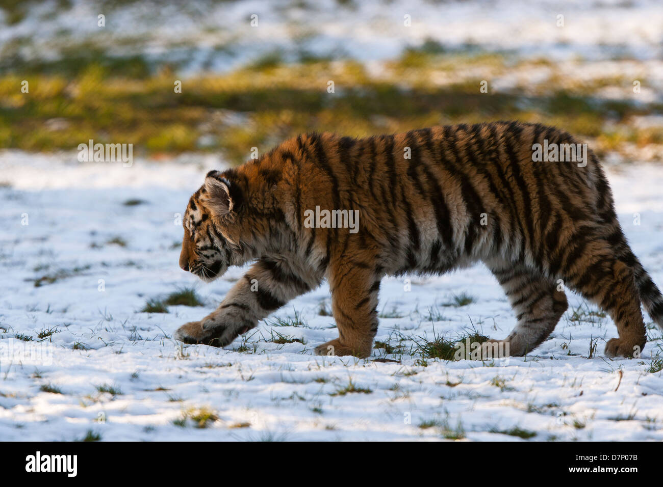 Siberian/Amur Tiger Cub (Panthera Tigris Altaica) Walking In The Snow Stock Photo - Alamy