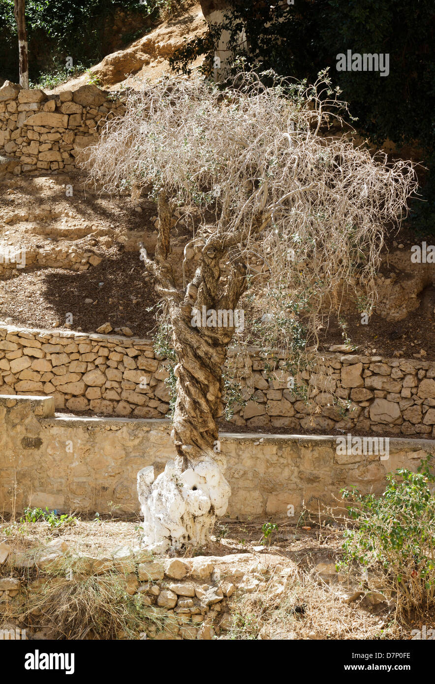 Tree with twisted trunk hi-res stock photography and images - Alamy