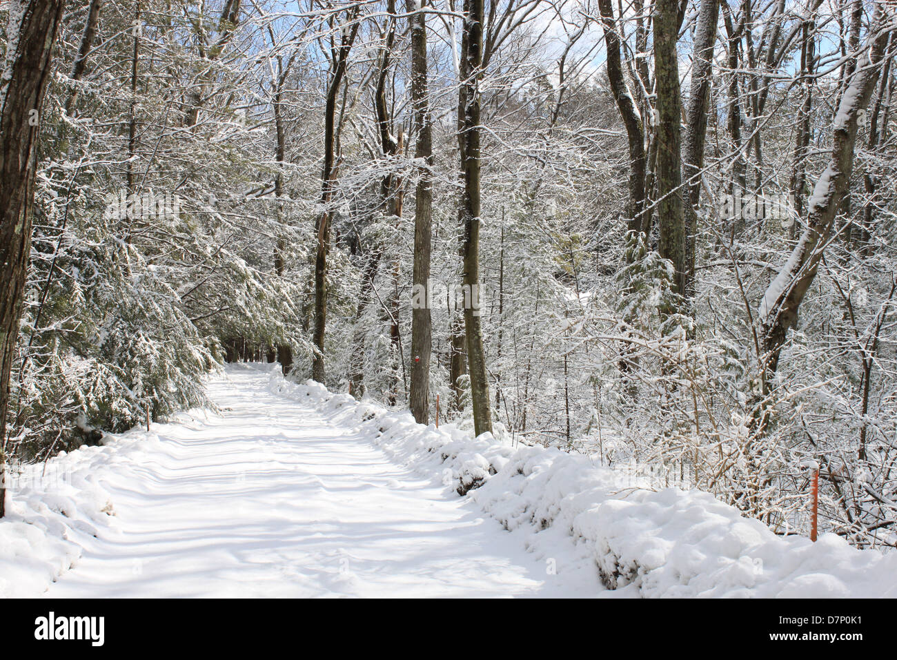 Snow covered road in the woods of Connecticut Stock Photo - Alamy