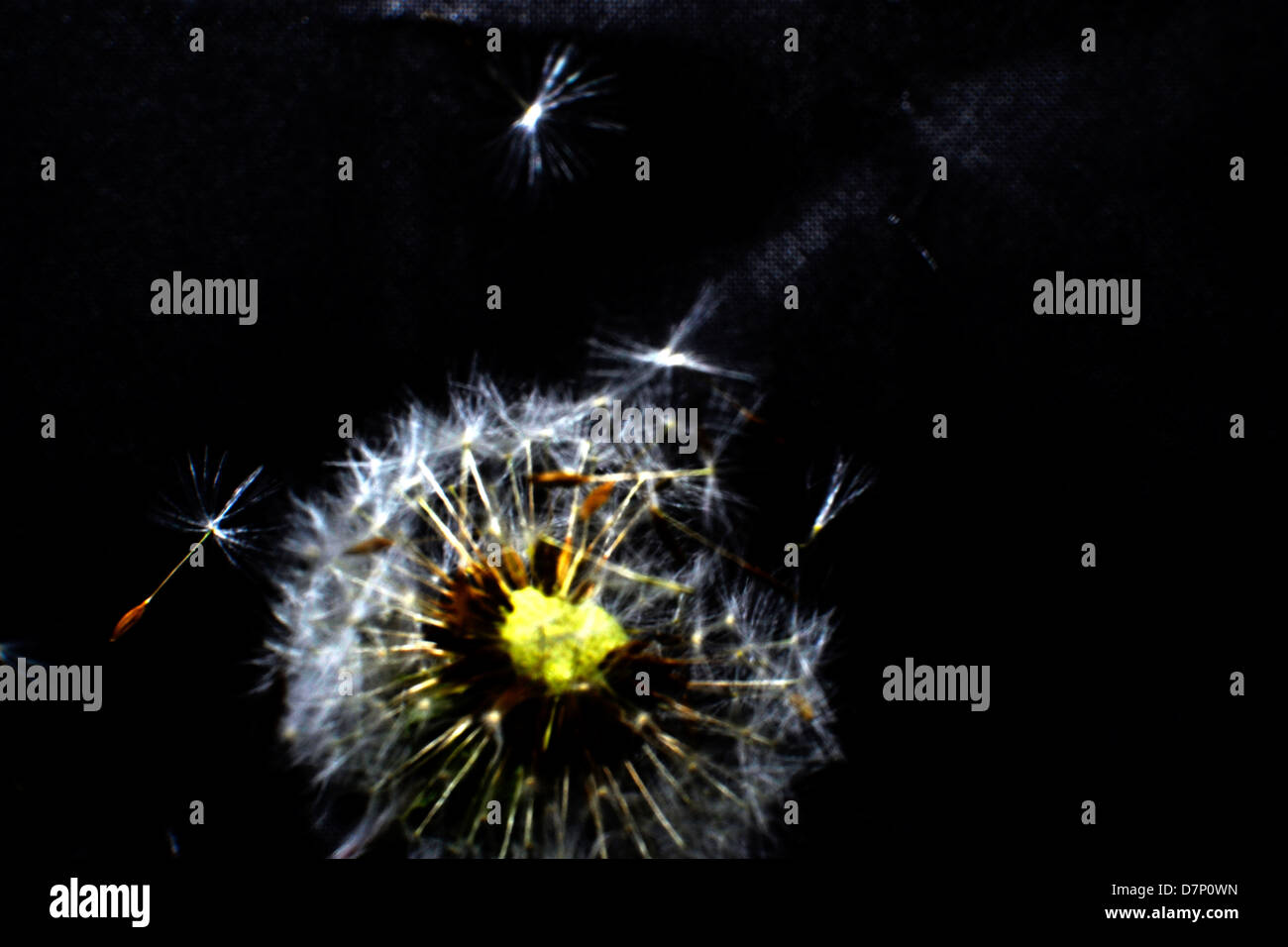 Dandelion seeds hi-res stock photography and images - Alamy
