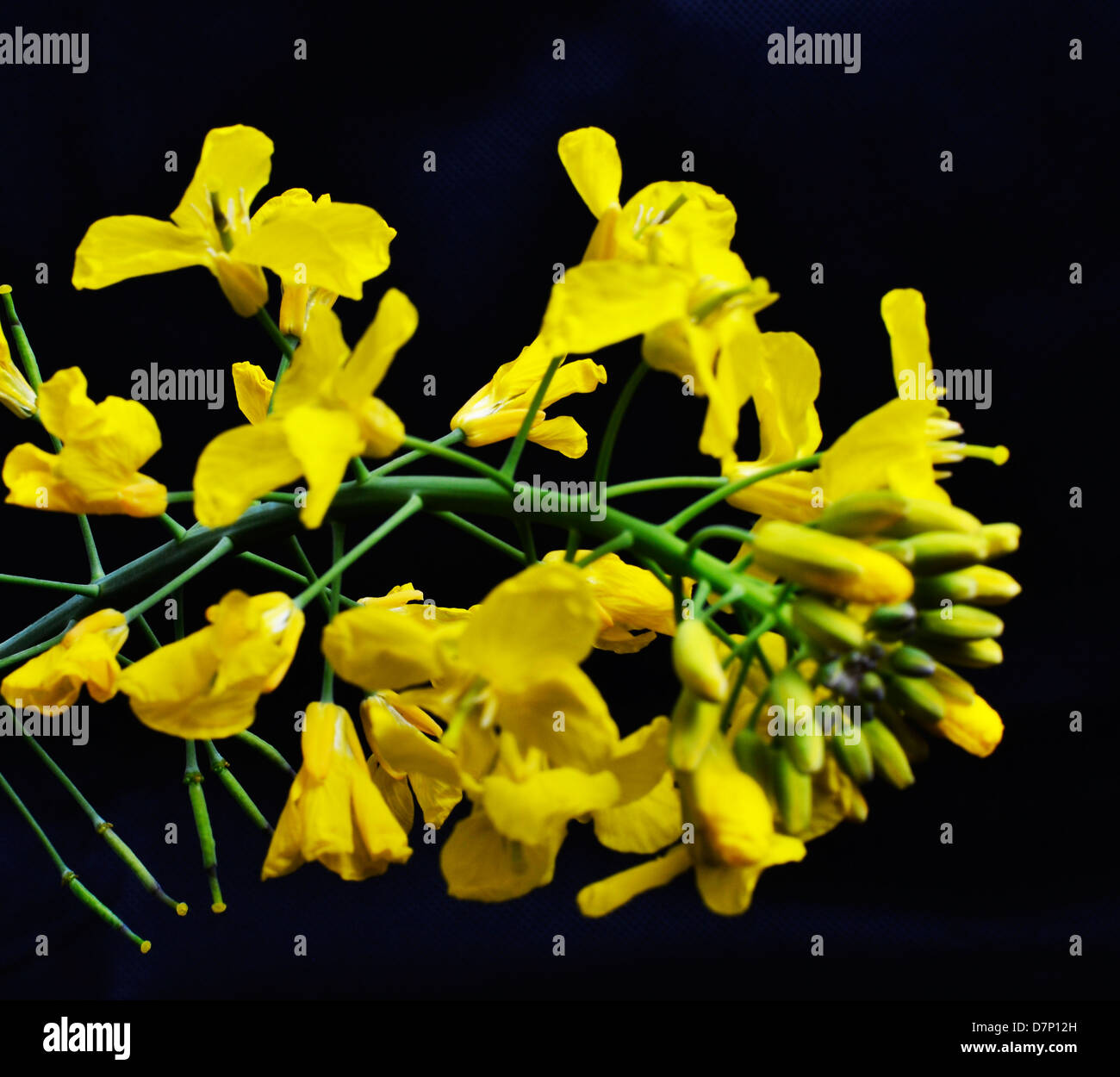YELLOW WEED FLOWER Stock Photo - Alamy
